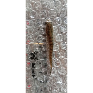 Jual bibit/benih ikan Gabus konsumsi ukuran 5-6 cm | Shopee Indonesia