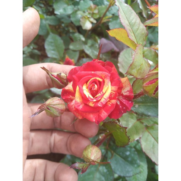 Jual MAWAR HIBRID OREN / MAWAR BATIK OREN MERAH | Shopee Indonesia