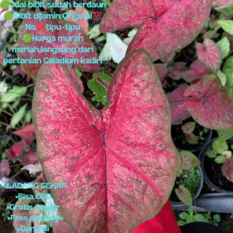 Jual tanaman hias bunga caladium hybrite 37 | Shopee Indonesia