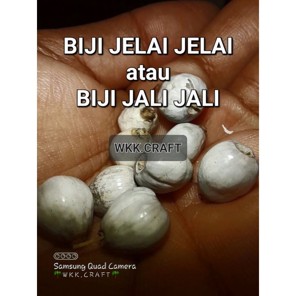 Jual BIJI HANJELI / BARLEY /JALI JALI / JELAI UNTUK KERAJINAN TANGAN ...