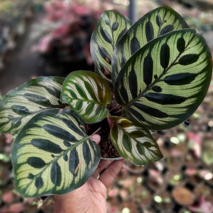 Jual Calathea makoyana/ bunga calathea makoyana/ Tanaman Hias Hidup ...