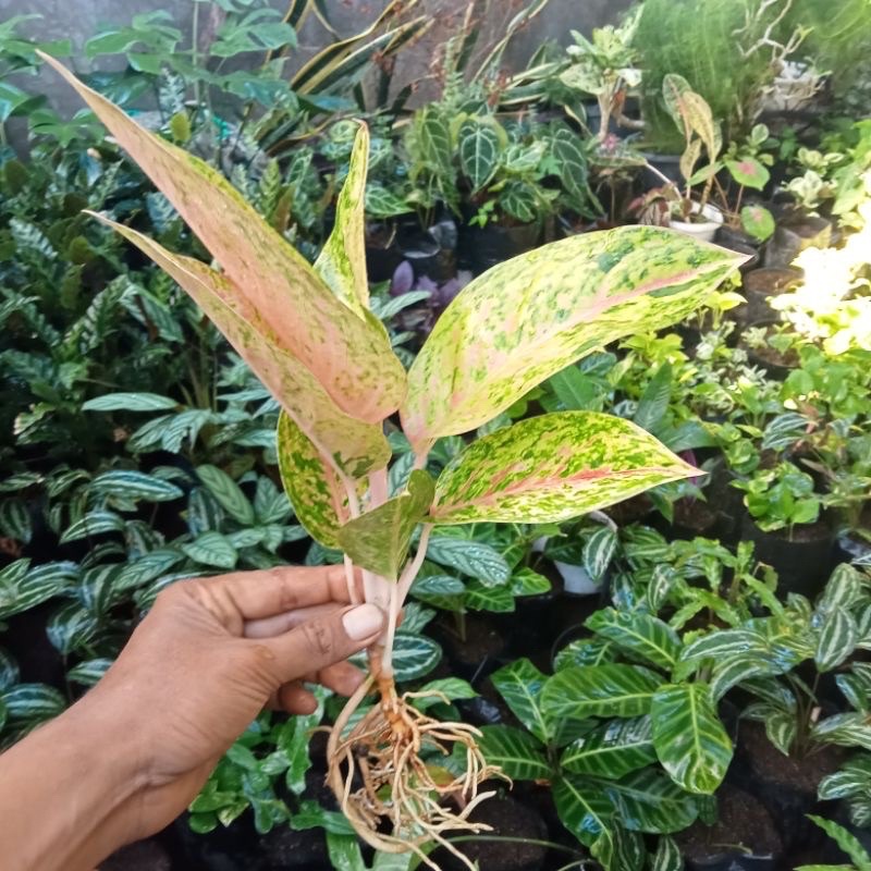 Jual POHON Aglonema bigroy dewasa daun rimbun | Shopee Indonesia