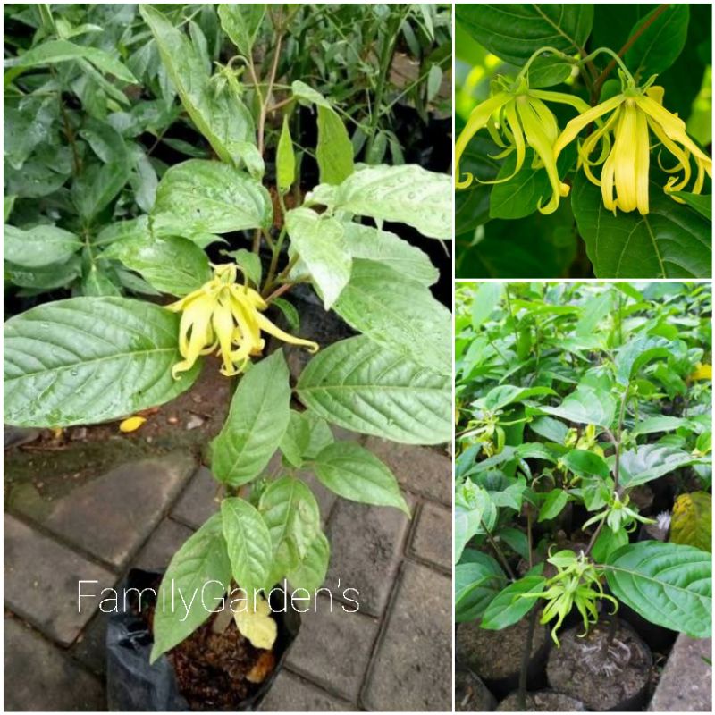 Jual Tanaman Bunga Kenanga | Shopee Indonesia