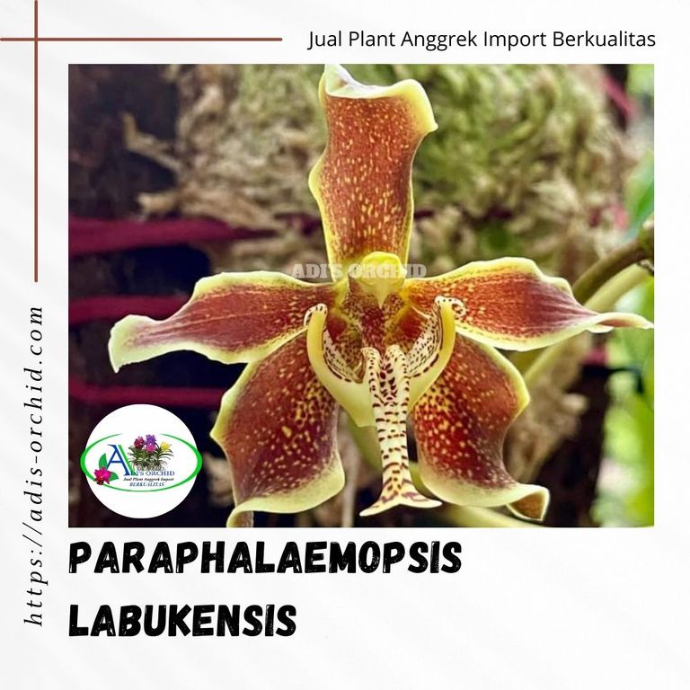 Jual Anggrek Paraphalaenopsis Labukensis | Shopee Indonesia