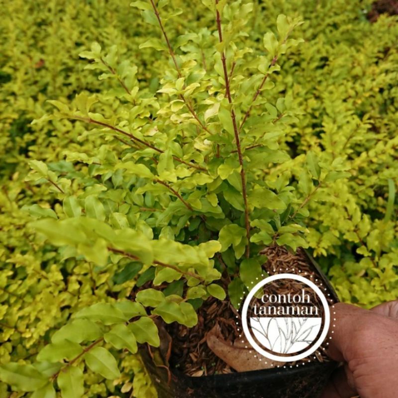 Jual Sunshine Ligustrum Legistrum Kuning | Shopee Indonesia