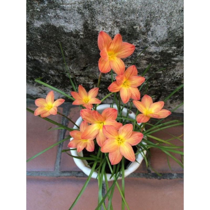 Jual Tanaman Hias Rain lily Kucai Tulip Bunga - Tanaman Hias Hidup ... Jual Tanaman Hias Rain lily Kucai Tulip Bunga - Tanaman Hias Hidup ...