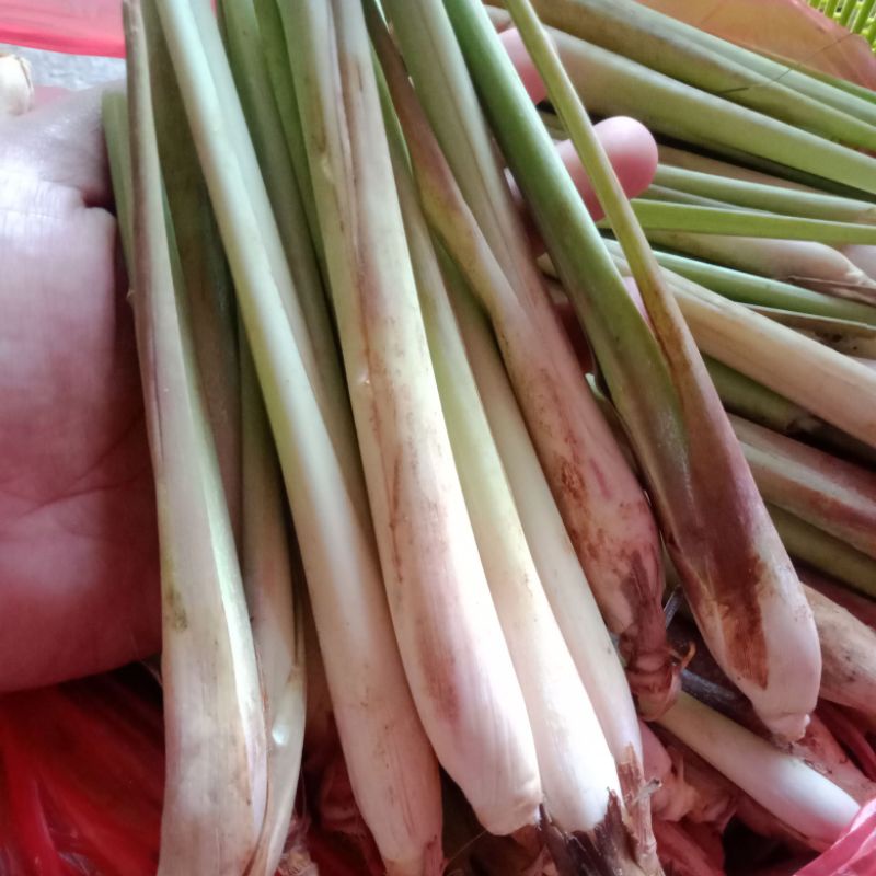 Jual SEREH 1 IKAT BATANG SEREH 1Kg | Shopee Indonesia