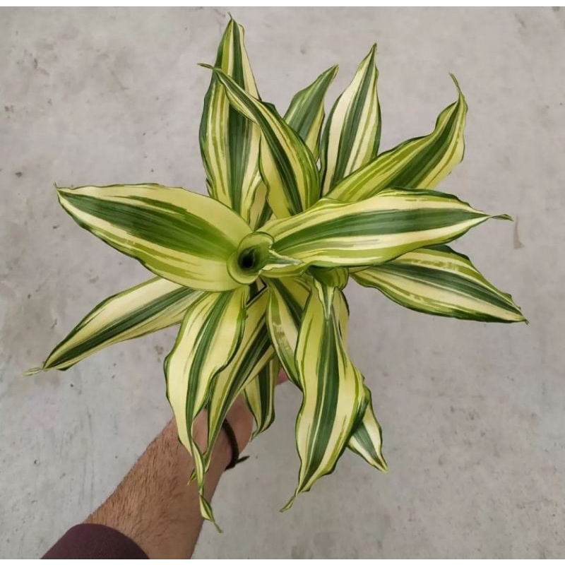 Jual DRACAENA LEMON / DRACENA VARIGATA | Shopee Indonesia