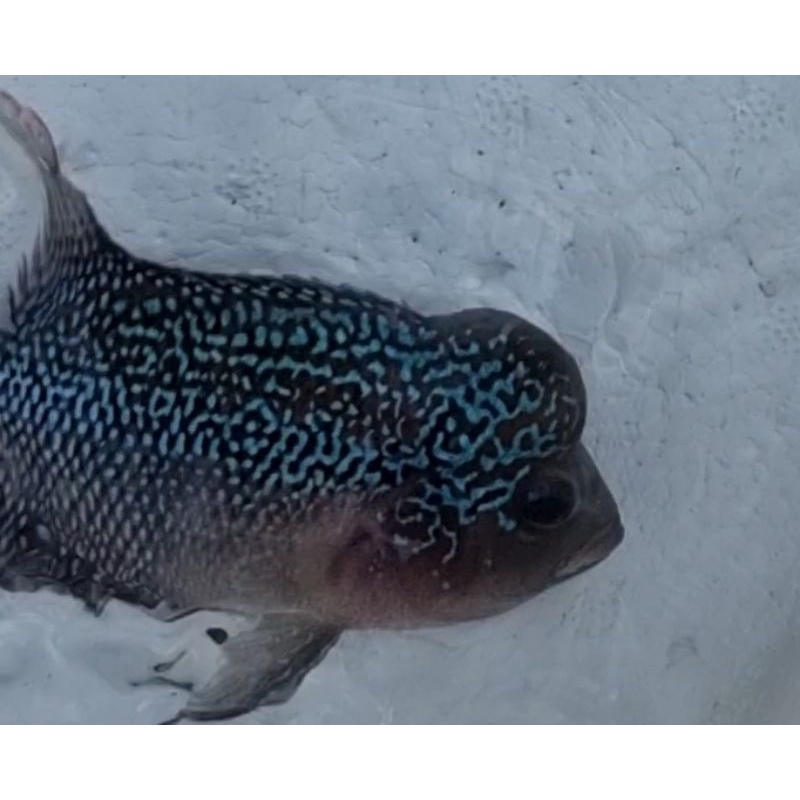 Jual Ikan lohan louhan Srd Asli Thailand 8cm | Shopee Indonesia