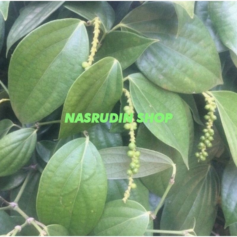 Jual DAUN LADA 100 LEMBAR SEGAR LANGSUNG PETIK | Shopee Indonesia