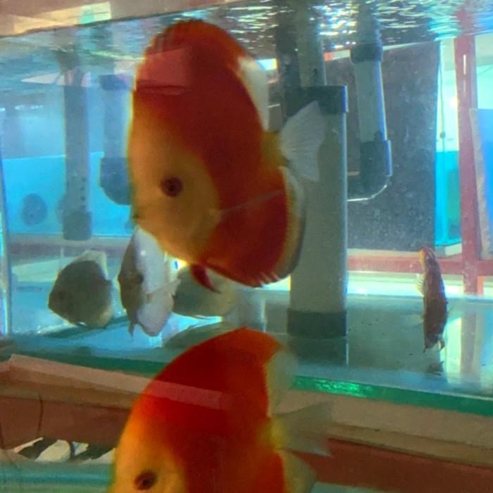 Jual Ikan Discus Merah/Red Melon/Hb/Rounded/Diskus/Discus Impor/Import ...