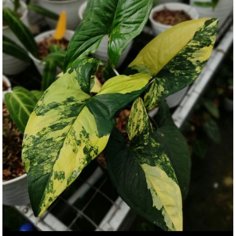 Jual Tanaman hias koleksi Syngonium yellow Variegata tanaman aroid ...
