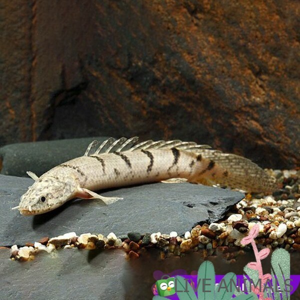Jual Palmas Delhezi / Ikan Predator / Ikan Hias Aquascape - Size ± 10 ...