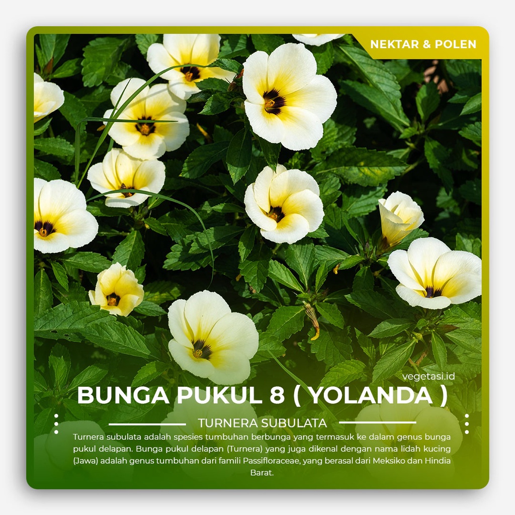 Jual Bibit Bunga Pukul Delapan Putih Turnera Subulata untuk pakan lebah ...