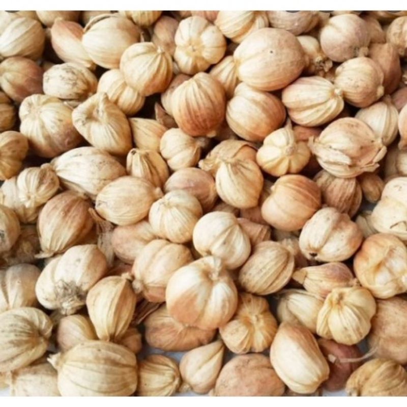 Jual Kapulaga Jawa Kapulogo Herbal Masakan rempah rempah 100gram 100 gr ...