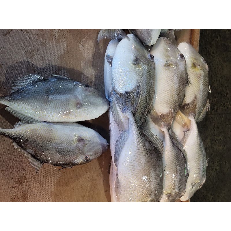 Jual IKAN ETONG 1KG | Shopee Indonesia