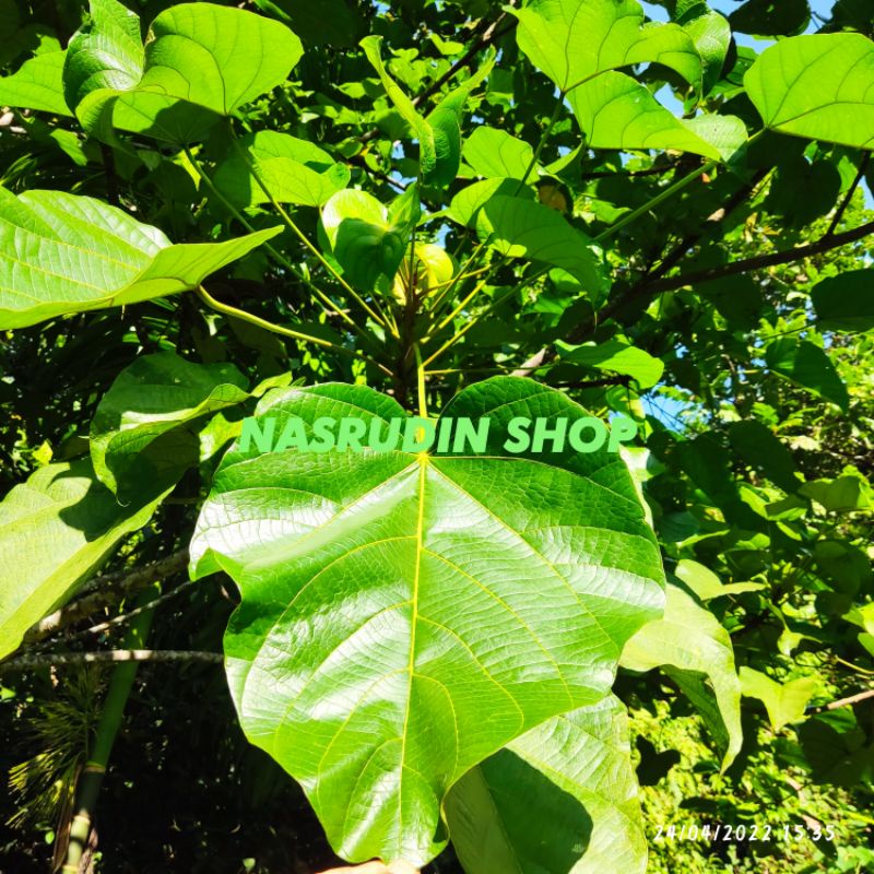 Jual DAUN KEPAYANG SEGAR LANGSUNG PETIK / DAUN KELUAK / DAUN PUCUNG ...