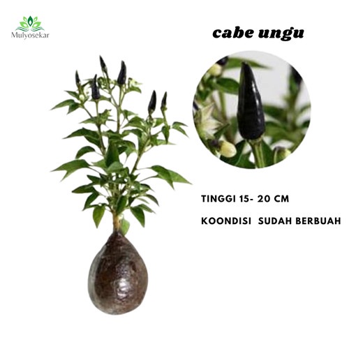 Jual bibit Tanaman Cabe hitam - Bibit Cabe hitam Berbuah Bunga kampung ...