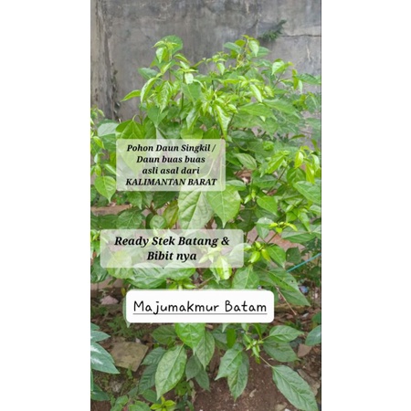 Jual Stek batang daun singkil / buas buas Kalimantan barat | Shopee ...