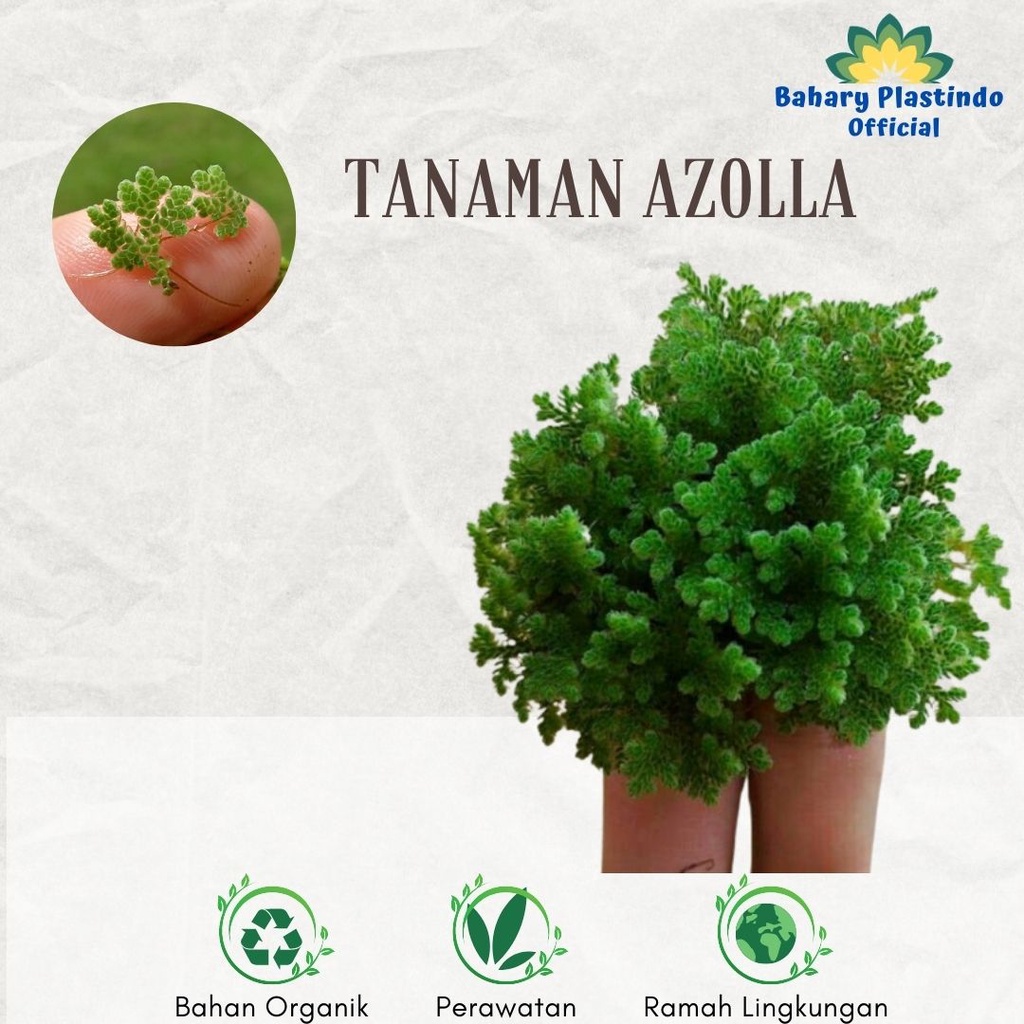 Jual Paket Azolla 50 Gram Dan Tanaman Apung Apu Mini Kayu Apu - Apu ...