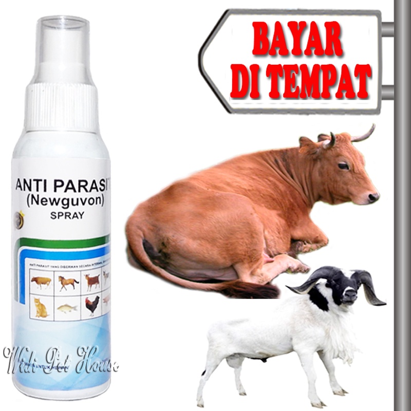 Jual Obat Anti Kutu Sapi Kerbau Kambing Domba Semprot Newguvon | Shopee ...