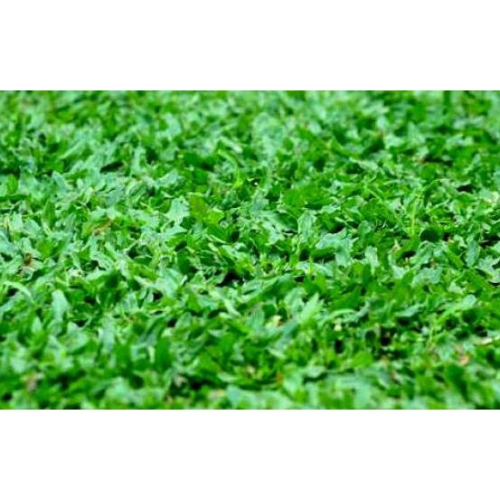 Jual Stok Baru Rumput Gajah Mini 1 Meter Persegi Shopee Indonesia