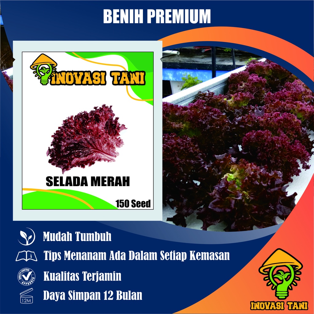 Jual BIBIT SELADA MERAH BENIH SAYUR BIBIT SAYURAN BIBIT UNGGUL TANAMAN HIDROPONIK | Shopee Indonesia