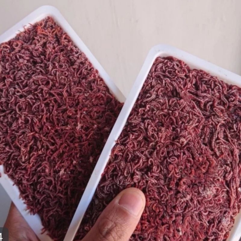 Jual CACING BEKU SUPER MAKANAN IKAN HIAS PAKAN IKAN CABEK TREY | Shopee ...