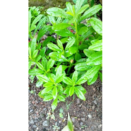 Jual bibit ginseng jawa/ tanaman hias + herbal | Shopee Indonesia