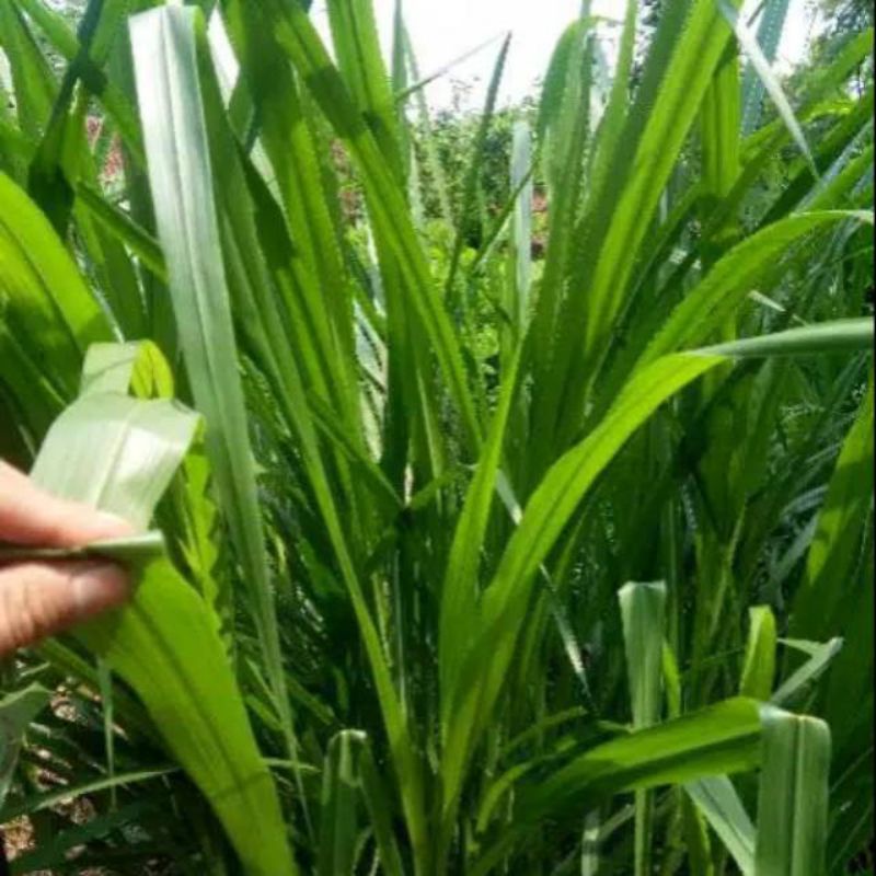 Jual Bibit rumput napier pakcong super 1 kg plus bonus rumput odot ...