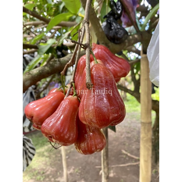 Jual Fresh cangkok jambu air Citra Jumbo | Shopee Indonesia