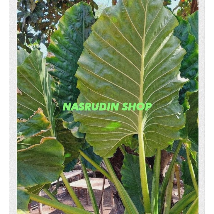 Jual TANAMAN HIAS TALAS SENTE / TALAS HIAS / ALOCASIA MACRORRHIZA ...