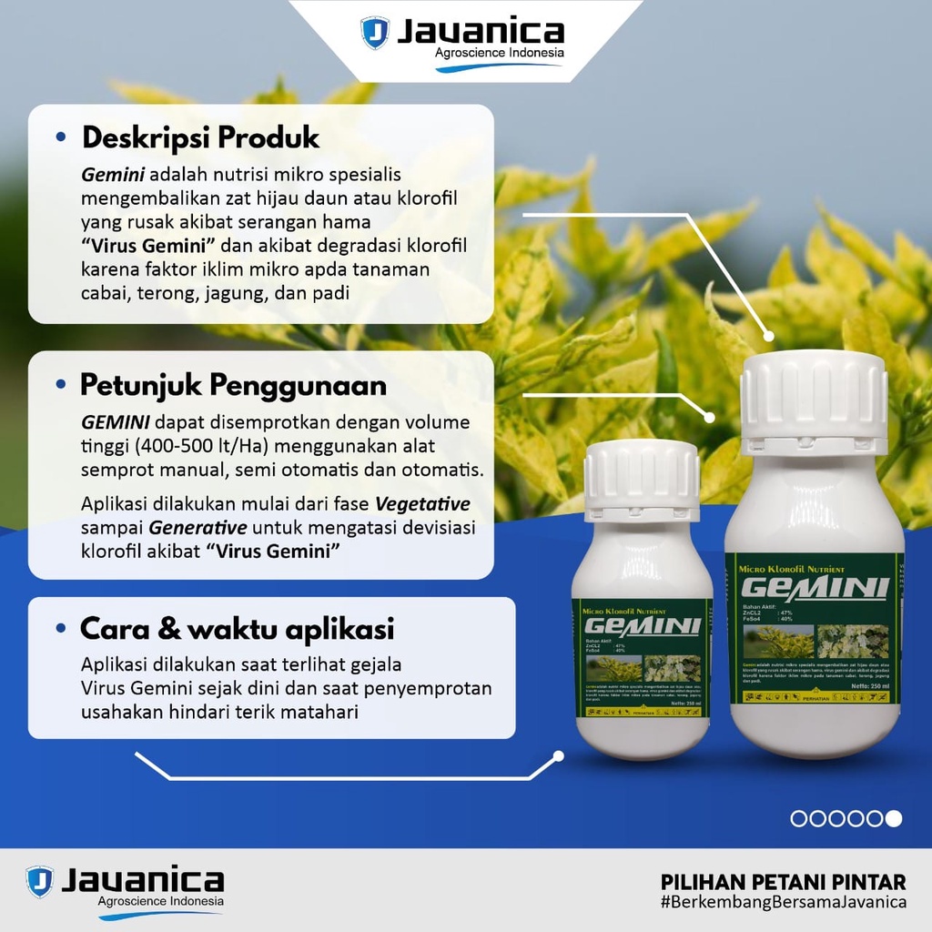 Jual Obat Virus Kuning Tanaman Micro Klorofil Nutrient GEMINI 100ml ...