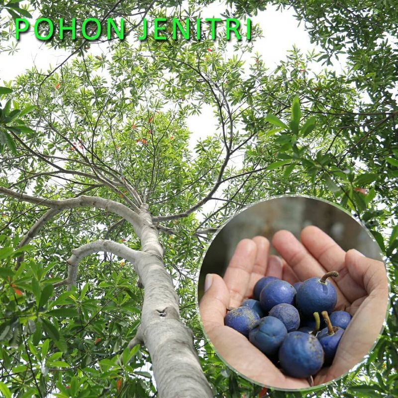Jual Bibit Pohon Jenitri Rudaksa Super | Shopee Indonesia