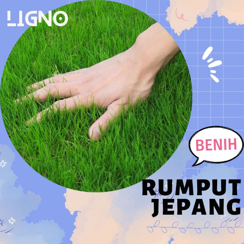 Jual RUMPUT JEPANG (isi-25) Benih Hias - Biji Bibit Tanaman | Shopee ...