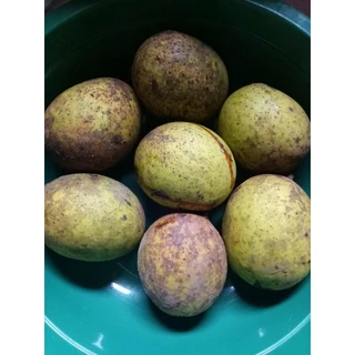 Jual Buah Bacang Terlengkap & Harga Terbaru Desember 2025 | Shopee ...