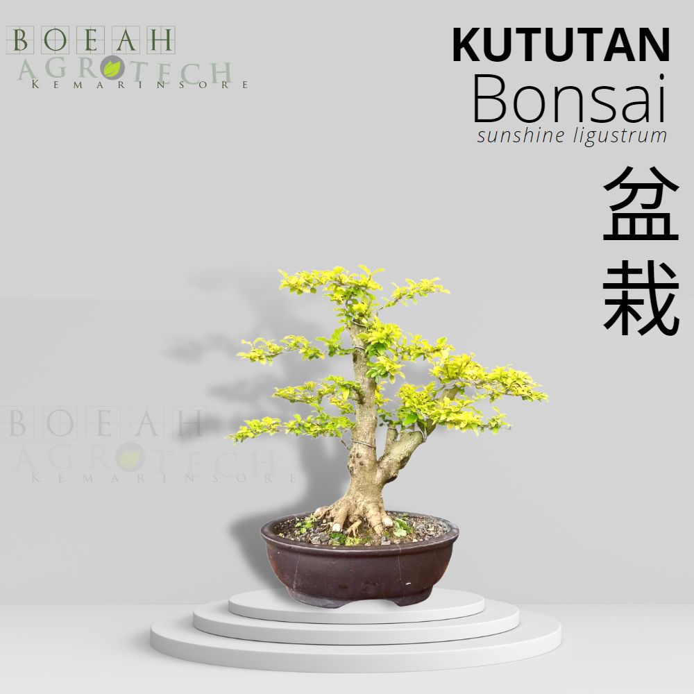Jual Tanaman Bonsai Hidup Legistrum Golden/ Sunshine Ligustrsum/ Bonsai ...