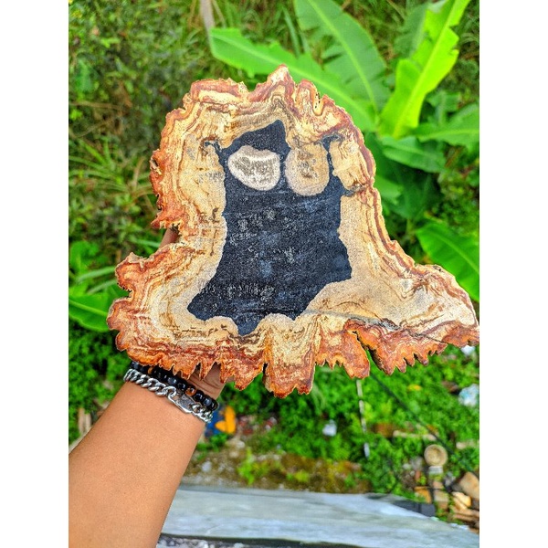 Jual slabs palm root natural | Shopee Indonesia