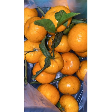 Jual Jeruk Mandarin Manis 1 Kg - Jeruk Fresh - Buah-buahan Tropis dan ...