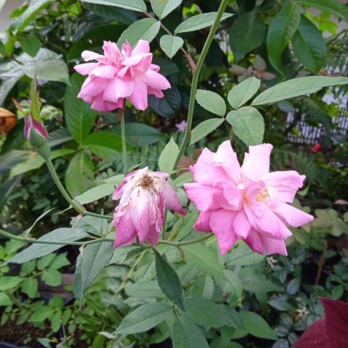 Jual batang stek bunga mawar warna pink perbatang | Shopee Indonesia