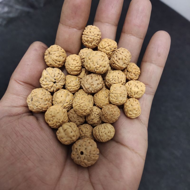 Jual jenitri 1 kilogram rudraksha sudah lubang | Shopee Indonesia