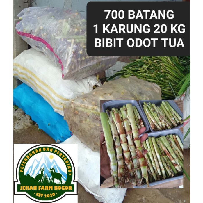 Jual BIBIT RUMPUT ODOT 1 KARUNG 700 BATANG BIBIT ODOT TUA SATU KARUNG ...