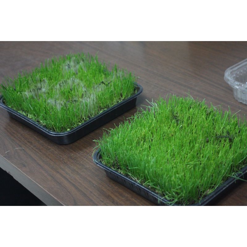 Jual Biji Rumput Pakan Ternak Penghijauan Kemasan 1Kg | Shopee Indonesia