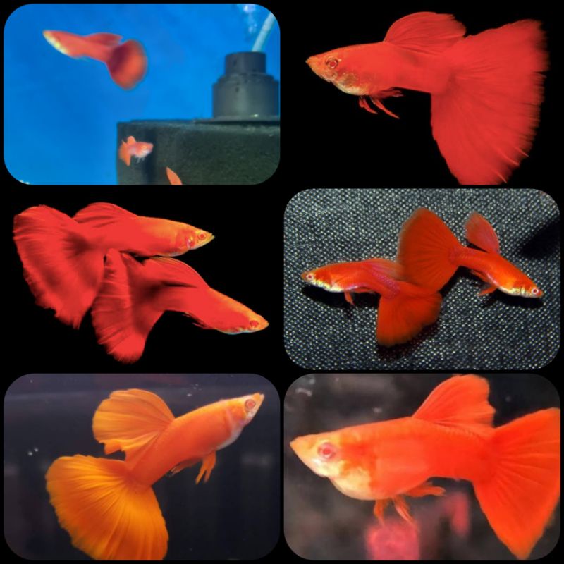 Jual ikan guppy AFR albino fullred untuk aquarium dan aquascape | Shopee Indonesia
