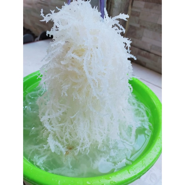 Jual Rumput Laut Spinosum 500g | Shopee Indonesia