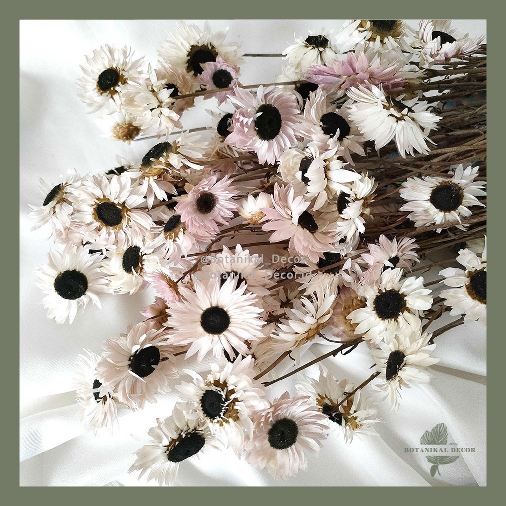 Jual Dried Flower Paris Daisy Bunga Kering Import Asli Dekorasi Hias ...
