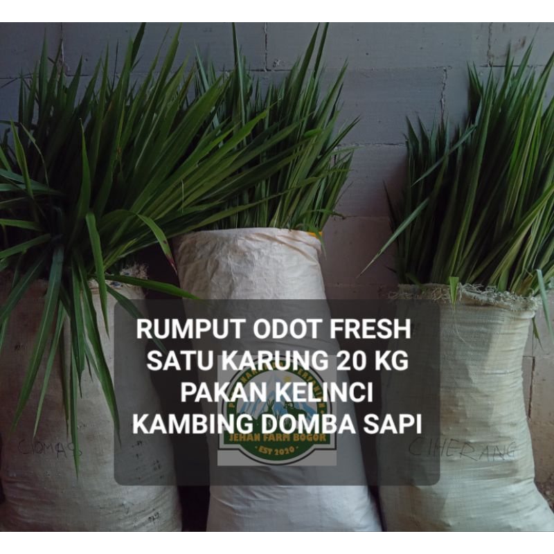 Jual RUMPUT ODOT FRESH SATU KARUNG 20KG RUMPUT ODOT 1 KARUNG | Shopee ...