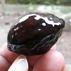 Jual Muncang Adu MARINIR ori spesial BIG SIZE Pasangan Mewah dan full ...
