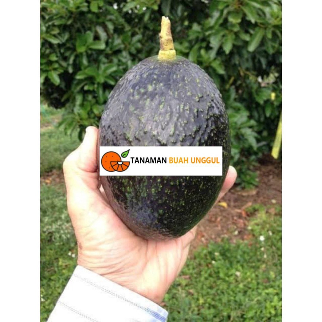 Jual Bibit Alpukat Mutiara Hitam Super | Shopee Indonesia