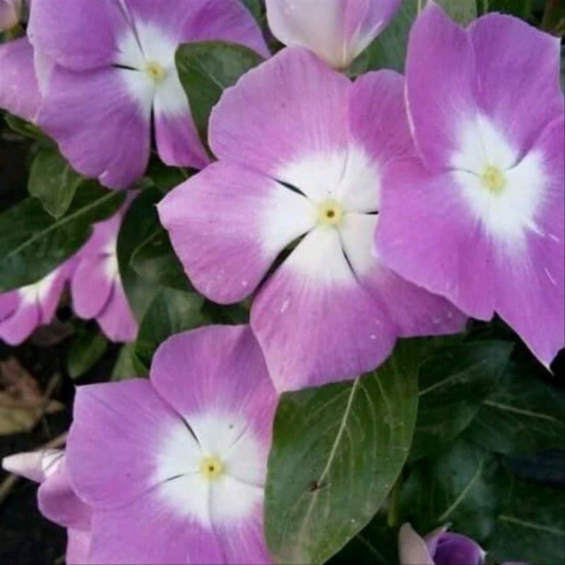 Jual Tanaman Bunga Vinca Sudah Bunga ( Random / Pilih warna) | Shopee ...